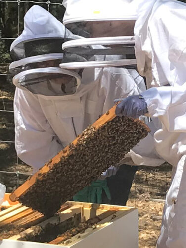 Mentor with a Master Beekeeper